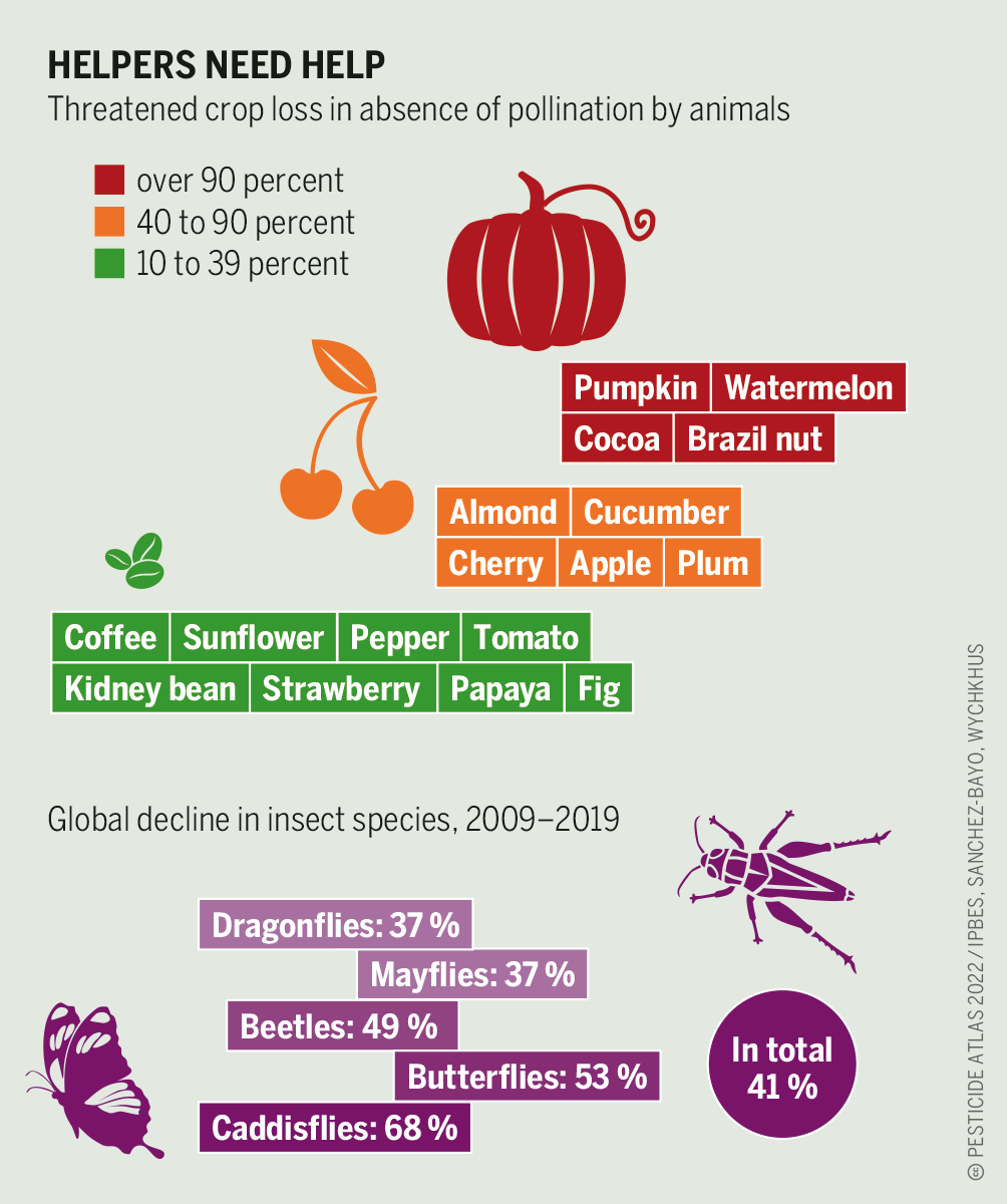 Insect decline: an ecological armaggedon | Heinrich Böll Stiftung ...