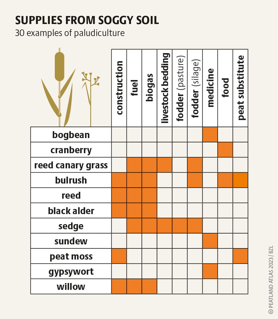 Paludiculture: more from the marsh | Heinrich Böll Stiftung | Brussels ...
