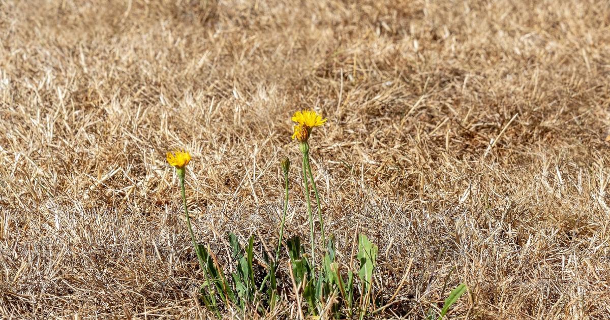 Red Alarm: Europe’s Next Drought is Already Upon Us | Heinrich Böll ...