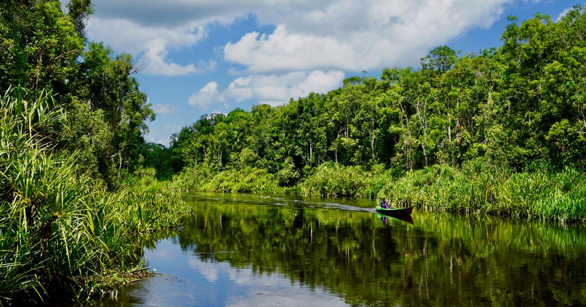 Peatlands in the Congo Basin: Climate guardians under threat | Heinrich ...